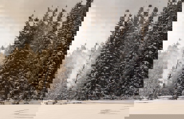 Whitewood - Norra Timber