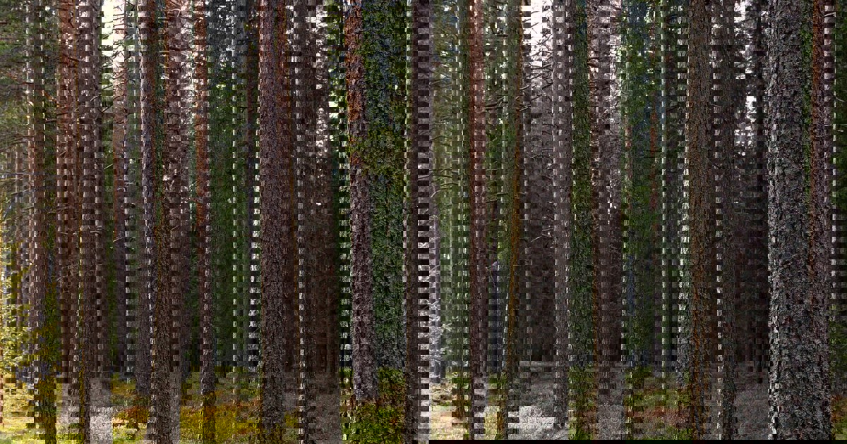 Redwood (Scots Pine) - Norra Timber