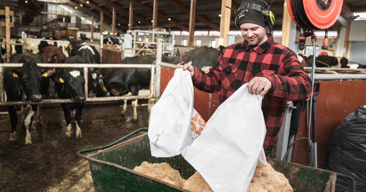 Dry Cubicles for Healthy Cows on a Resource‑Efficient Dairy Farm