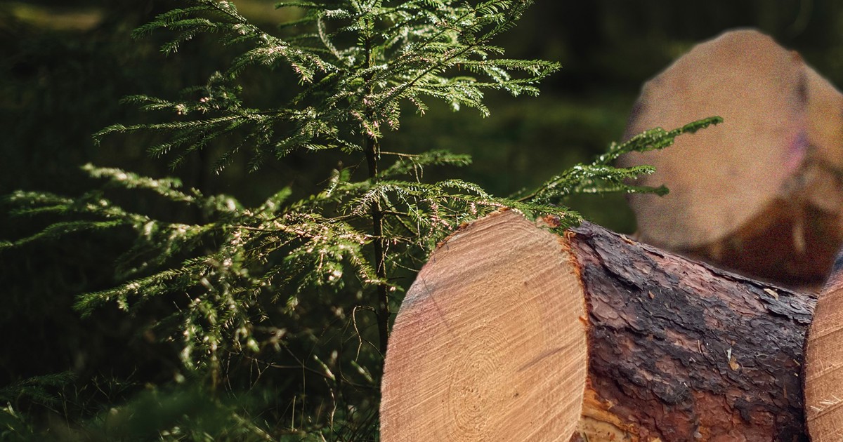 Slow-grown timber from the northern forests of Sweden - Norra Timber